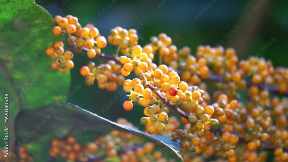 Heptapleurum arboricola (Schefflera arboricola, dwarf umbrella tree ...