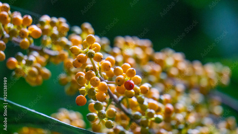 Heptapleurum arboricola (Schefflera arboricola, dwarf umbrella tree ...
