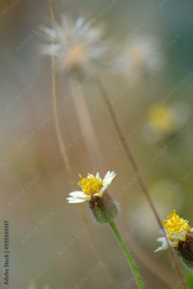 Gletang is a type of plant, mostly found wild as a weed, a member of ...