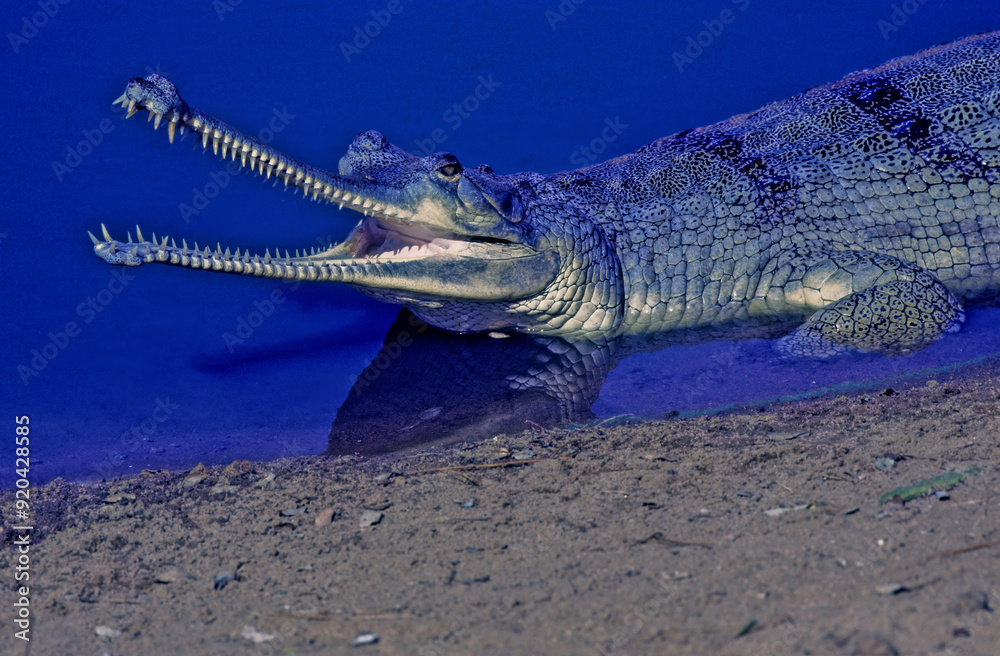 The gharial (Gavialis gangeticus), also known as gavial or fish-eating ...
