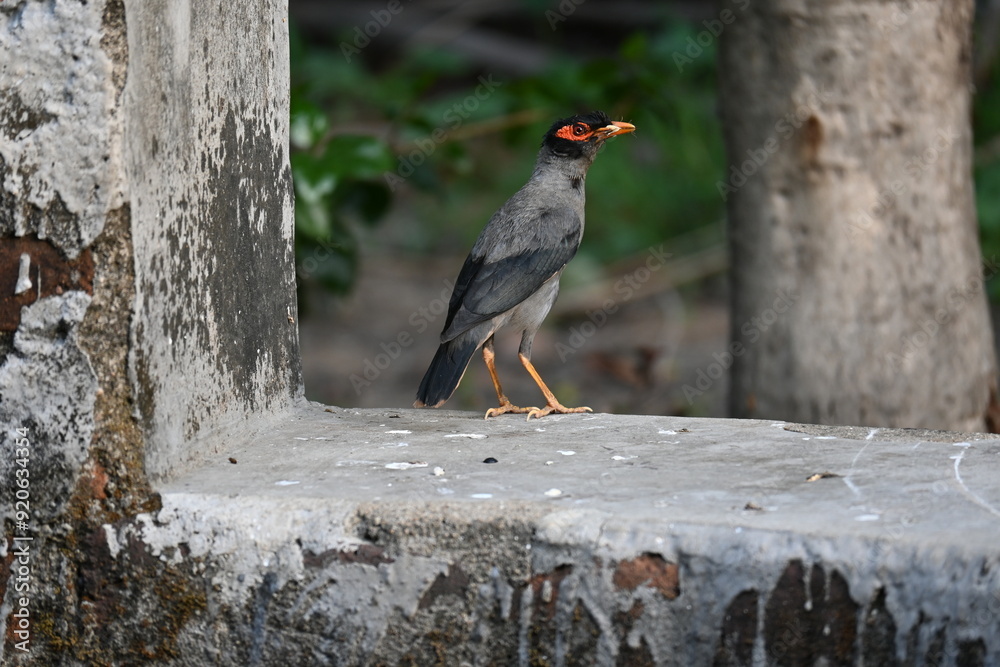 Indian Myna Birds. Its other names Common myna and mynah. This is a ...