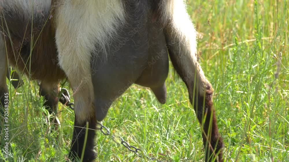 Goat udder close-up. Enlarged milk sac. Goat's milk is good for health ...