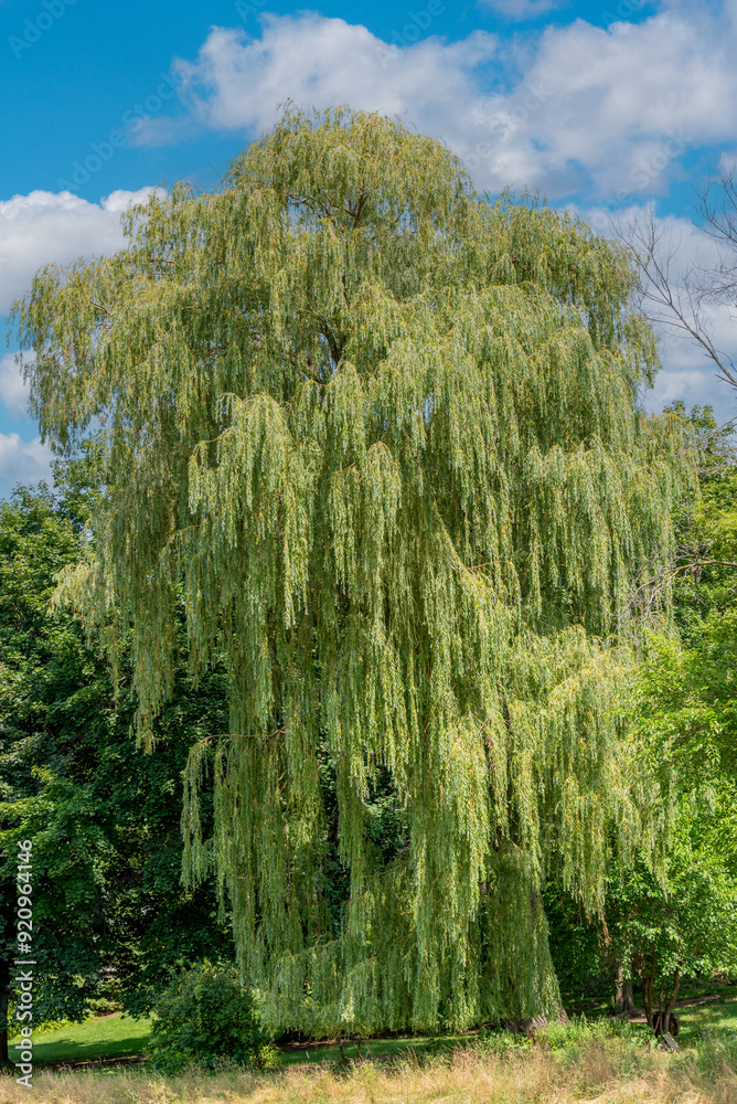 Weeping Willow Tree Along The Fox River Trail In De Pere, Wisconsin, In ...