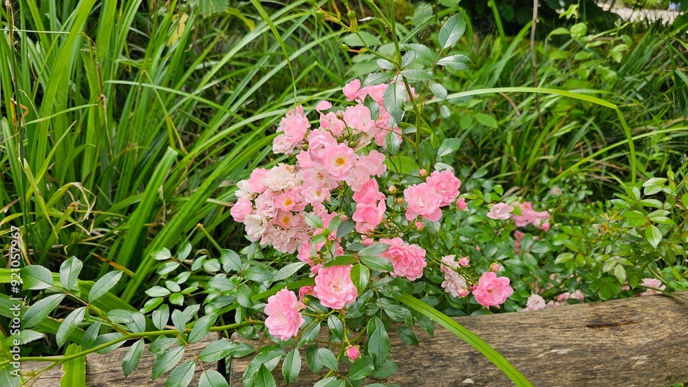 Rosa Damascena, known as the Damascus rose - pink, oleaginous ...