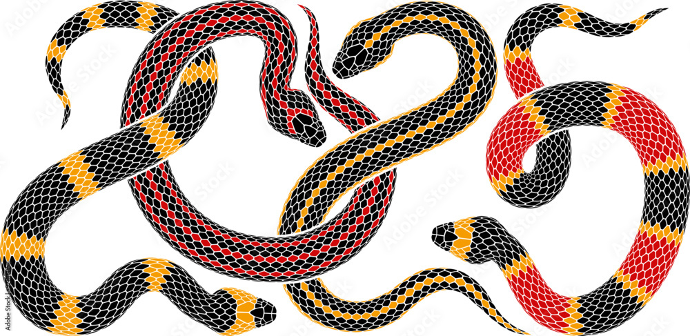 Vector design of four snakes intertwined in the shape of the number ...