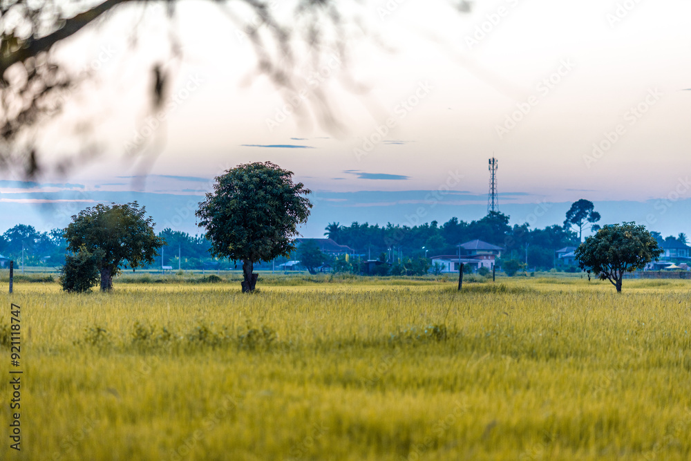 The close background of the green rice fields, the seedlings that are ...
