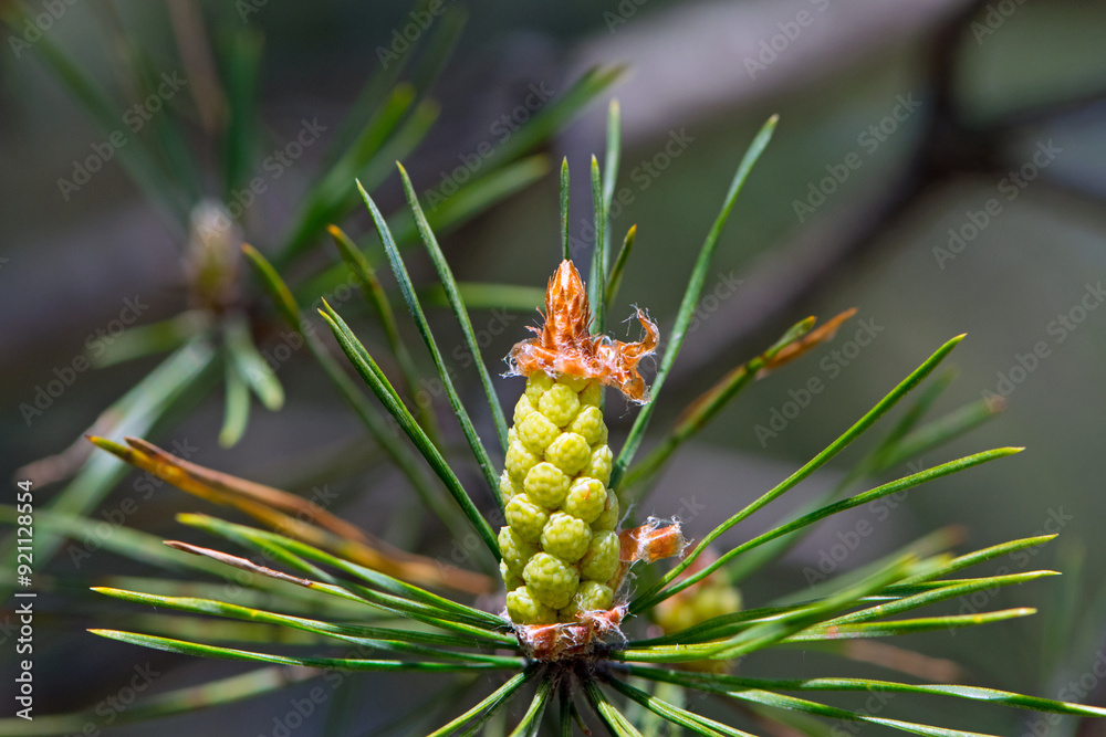 pinus resinosa. young tender cones on a pine branch in the forest ...