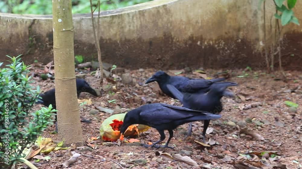 Indian jungle crow (Corvus culminatus) is an all-black crow found ...
