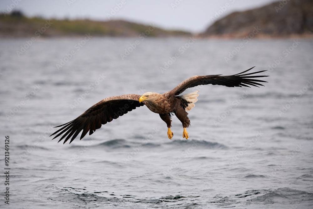 White-tailed sea eaglein flight, scientific name: Haliaeetus albicilla ...