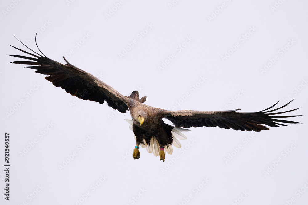 White-tailed sea eaglein flight, scientific name: Haliaeetus albicilla ...
