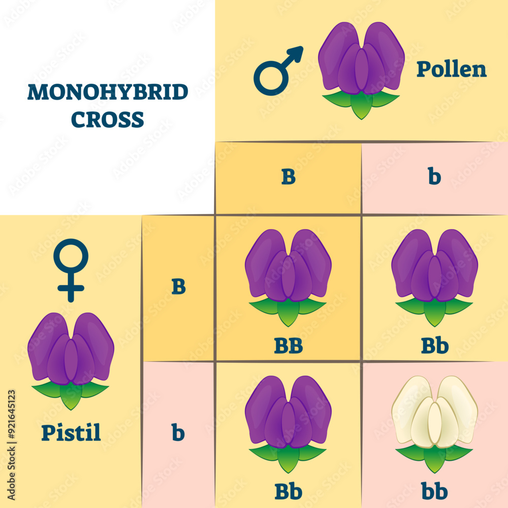 Monohybrid cross illustration, transparent background. Educational ... Monohybrid cross illustration, transparent background. Educational ...