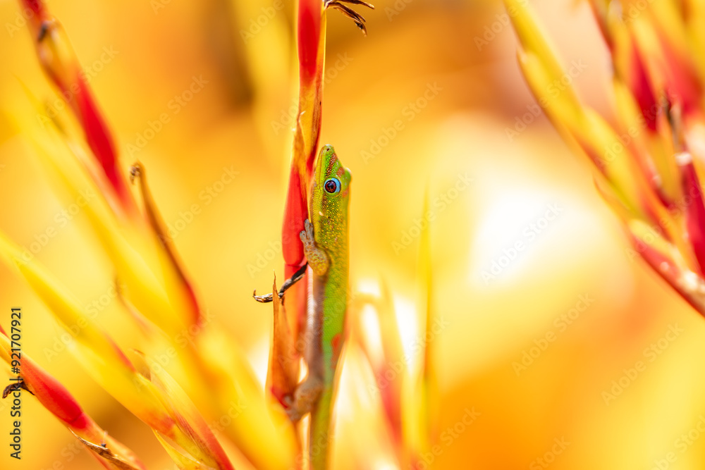 The gold dust day gecko feeds on insects and nectar. Aechmea ...