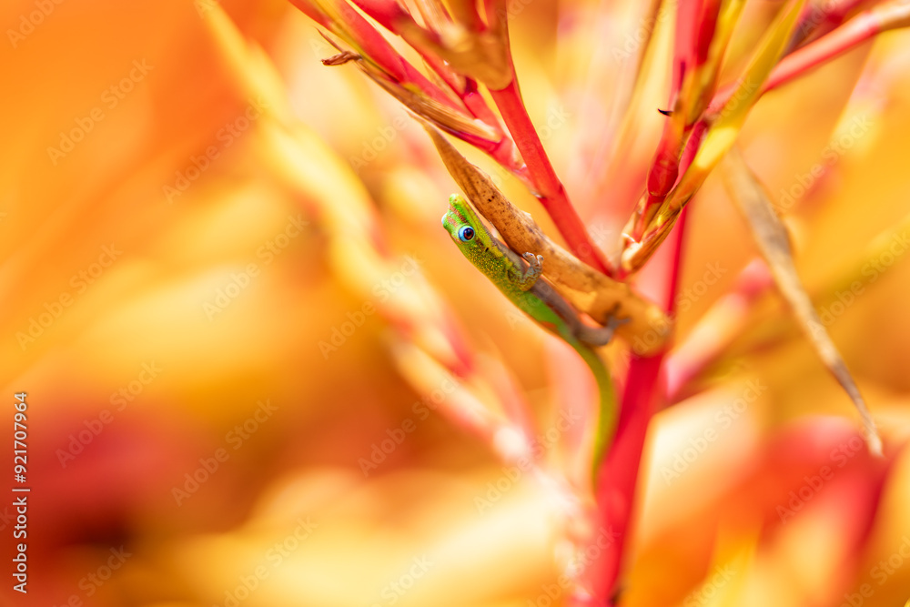The gold dust day gecko feeds on insects and nectar. Aechmea ...