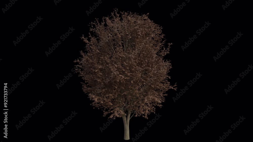 Field Elm Tree blowing in the wind. Wind blows the Smoothleaf Elm Tree ...