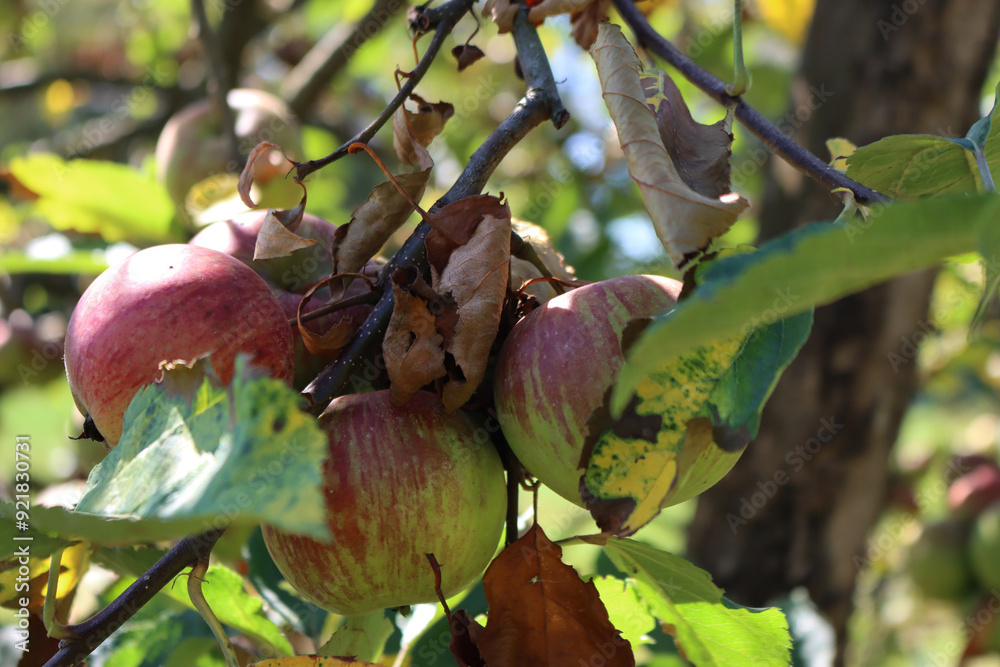 Close-up of apple trees with fruits on branches and brown dried leaves ...
