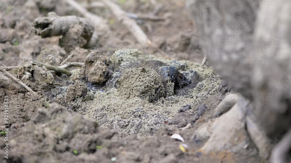 Maggots and worms feed and lay eggs on the carcass of a coypu. The fly ...