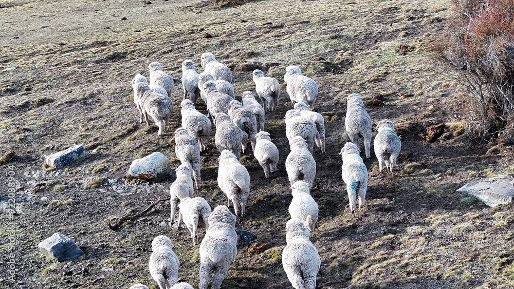 Wild Sheep At El Calafate In Santa Cruz Argentina. Safari Patagonia ...