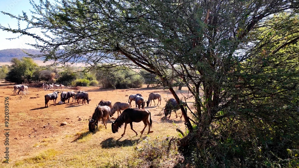 Wildlife Skyline At Rustenburg In North West South Africa. African ...
