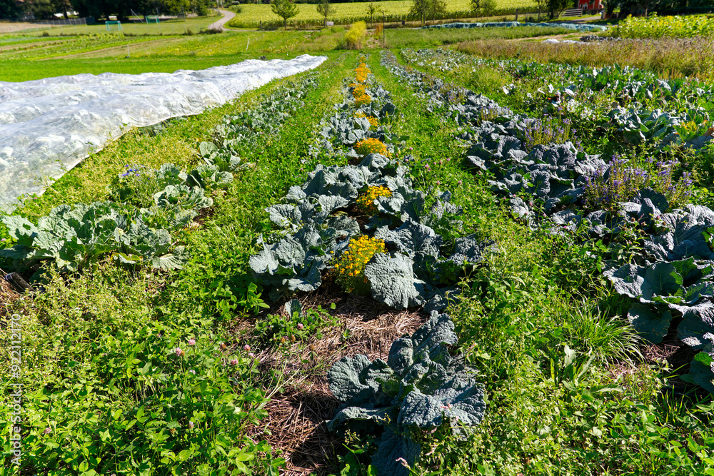Diminishing perspective of organic vegetable field partially covered at ...