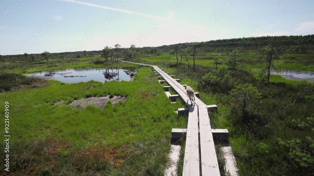 Estonian bogs are difficult places to walk, that's why they build ...