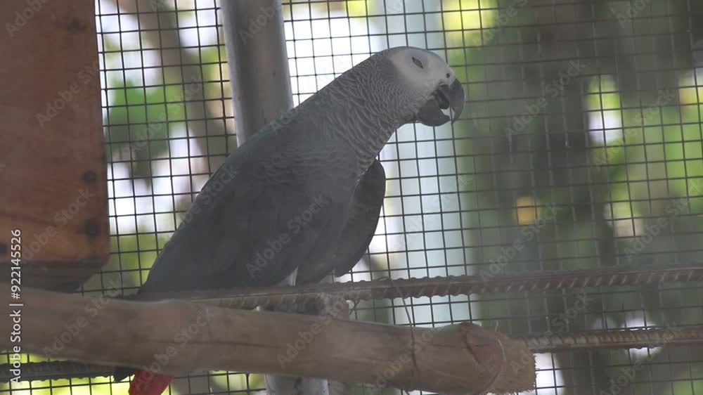 Close up Portrait Of African Grey Parrot. African grey parrot in cage ...