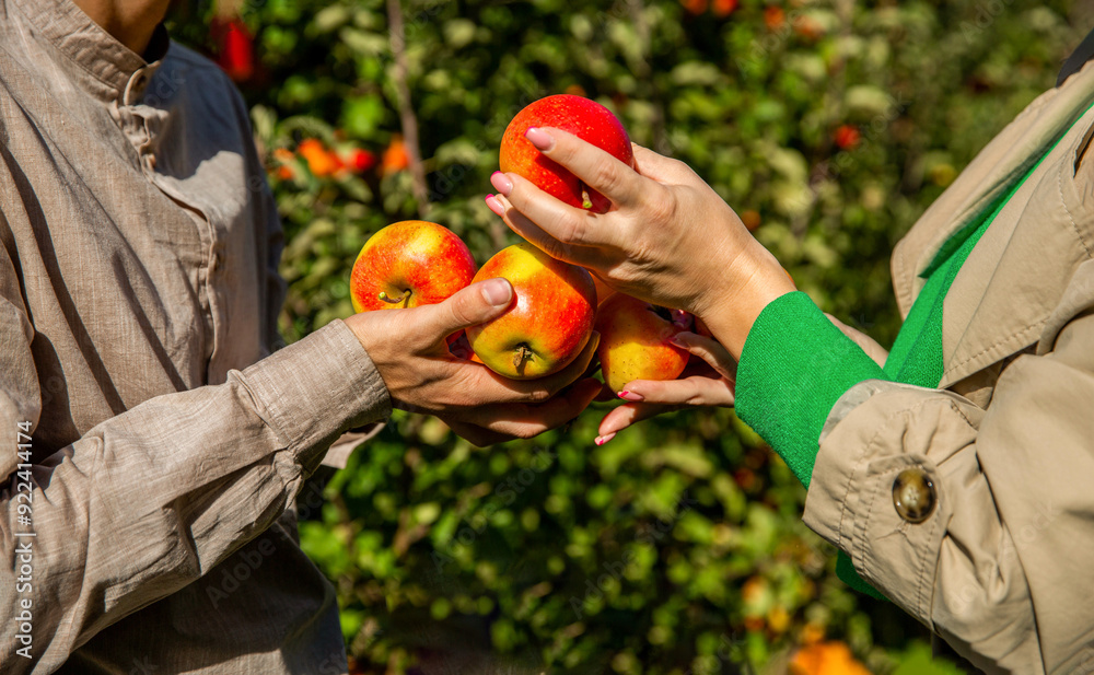 Man and woman hand pick ripe apple. Harvesting from the trees. Apple ...