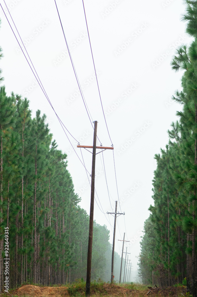 Longleaf Pine stands separated by a power line cut in Francis Marion ...