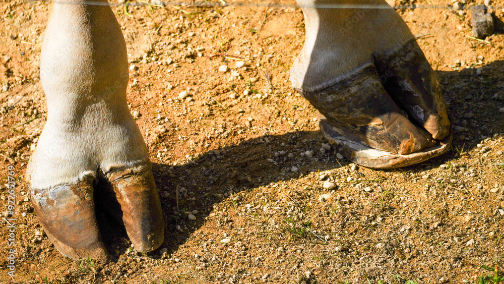 Genuine photograph of giraffe feet. Giraffes have cloven hooves ...