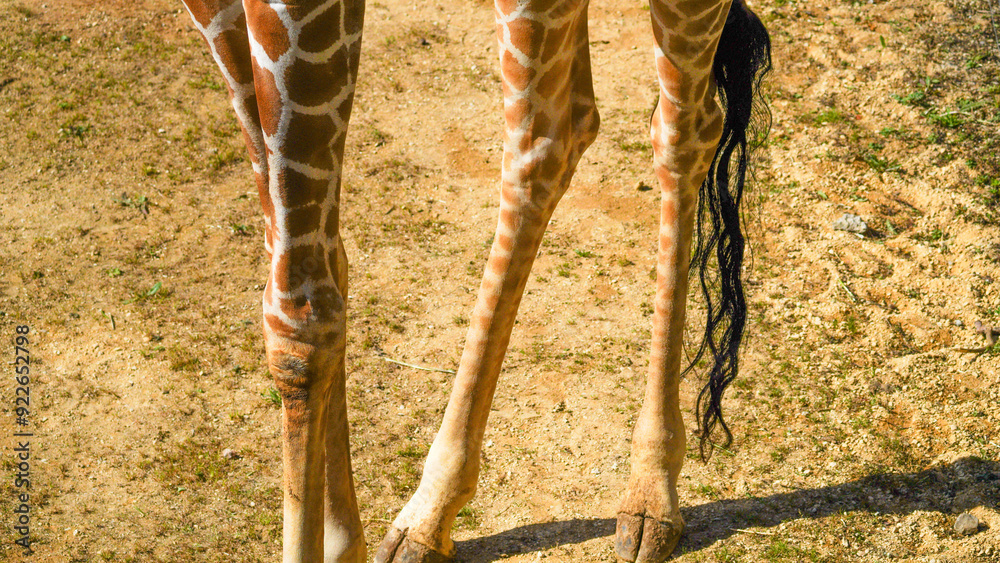 Genuine photograph of giraffe legs. Long skinny thin legs of different ...