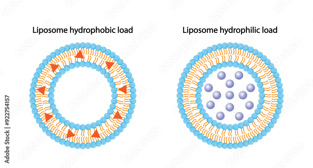 Liposome, with hydrophilic and hydrophobic loads. Phospholipids, Drug ...