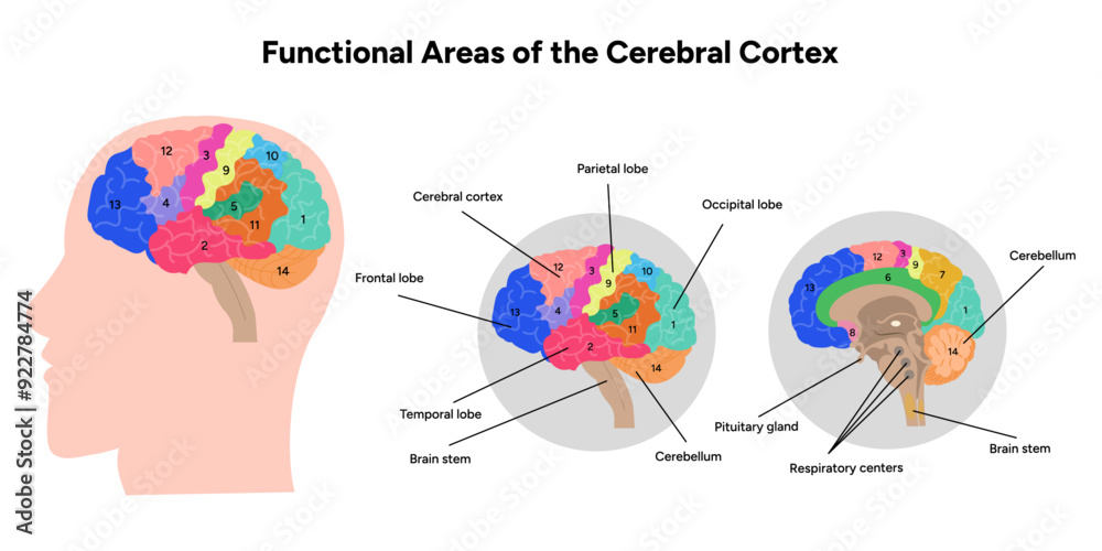 Poster Diagram of functional areas of cerebral cortex human brain ...