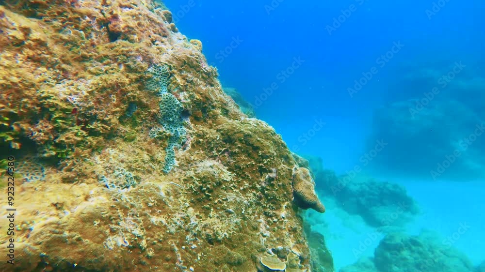 dive down to the ocean look at dascyllus swim around under shallow ...