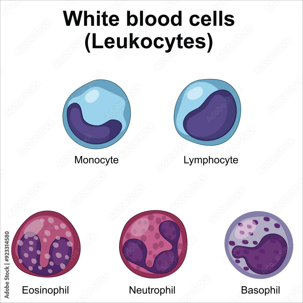 Poster white blood cells leukocytes – Wall Art | UkPosters