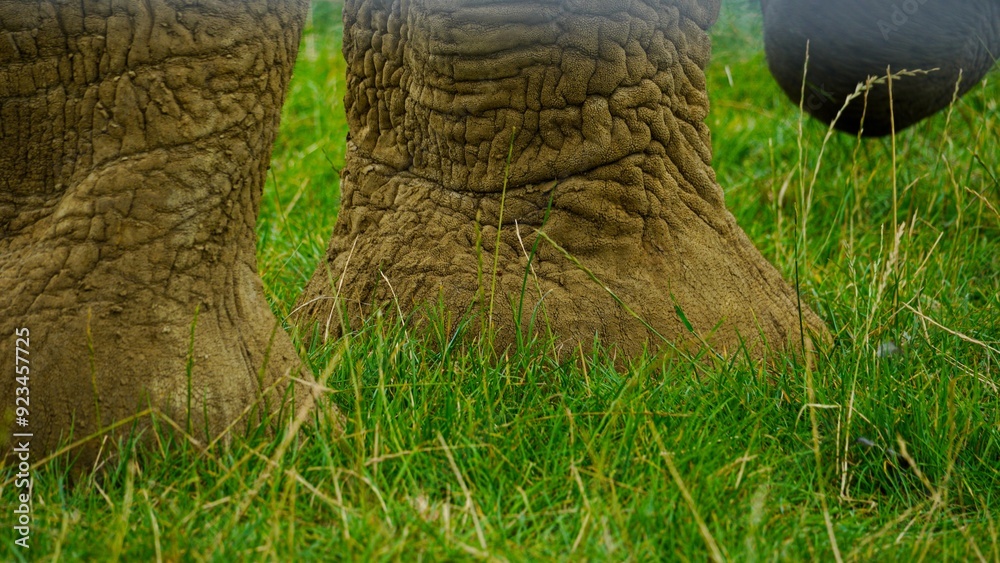Safari inspired close up shot elephant legs. These African animals have ...