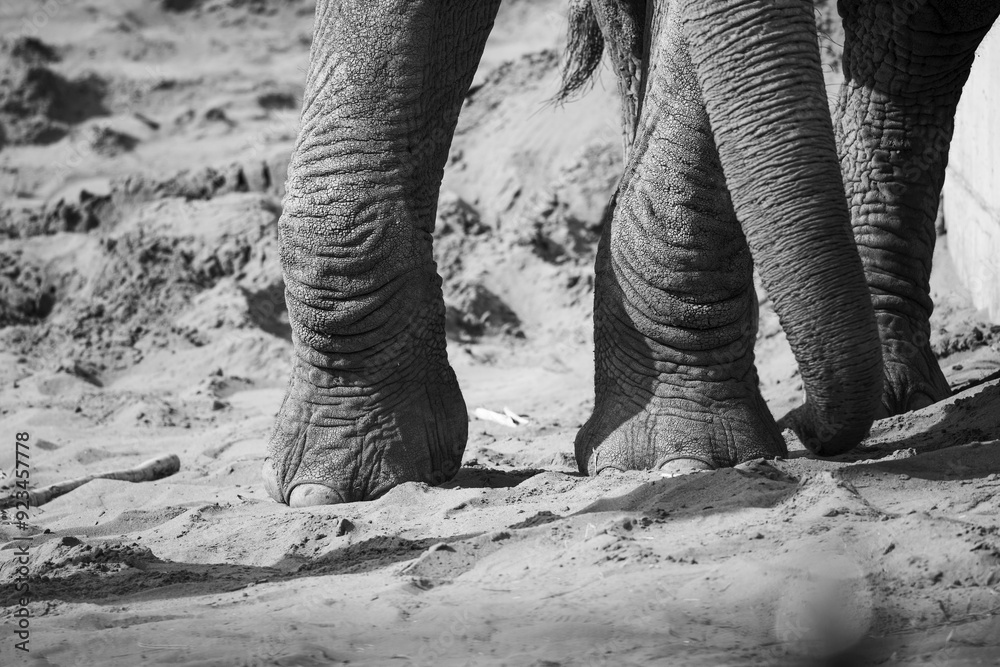 Safari inspired close up shot elephant legs. These African animals have ...