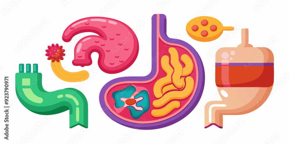 3D stomach vector set, esophagus icon kit, anatomy medical illustration ...