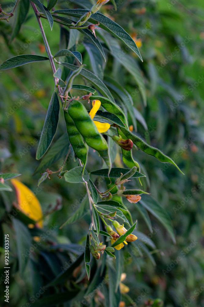 Cajanus cajan, commonly known as the pigeon pea or toor dal, a ...