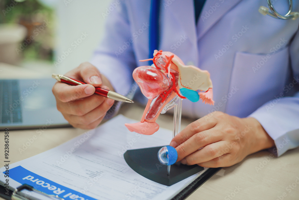 Urologists measure the size of the female genitalia using the Female ...