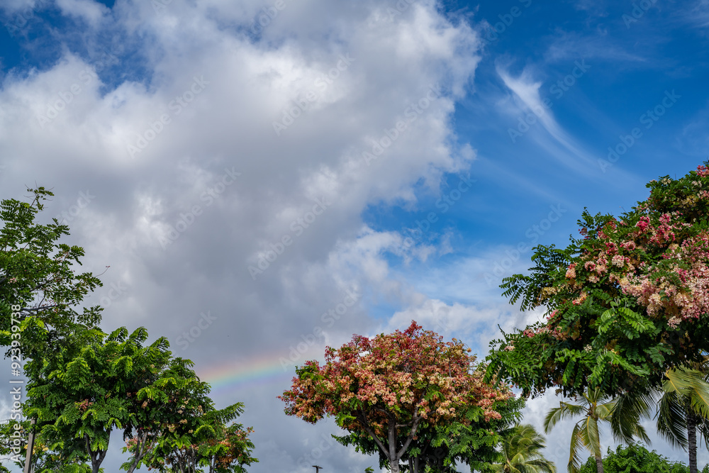 Rainbow with Cassia × nealiae, ainbow shower tree, is a hybrid cross ...