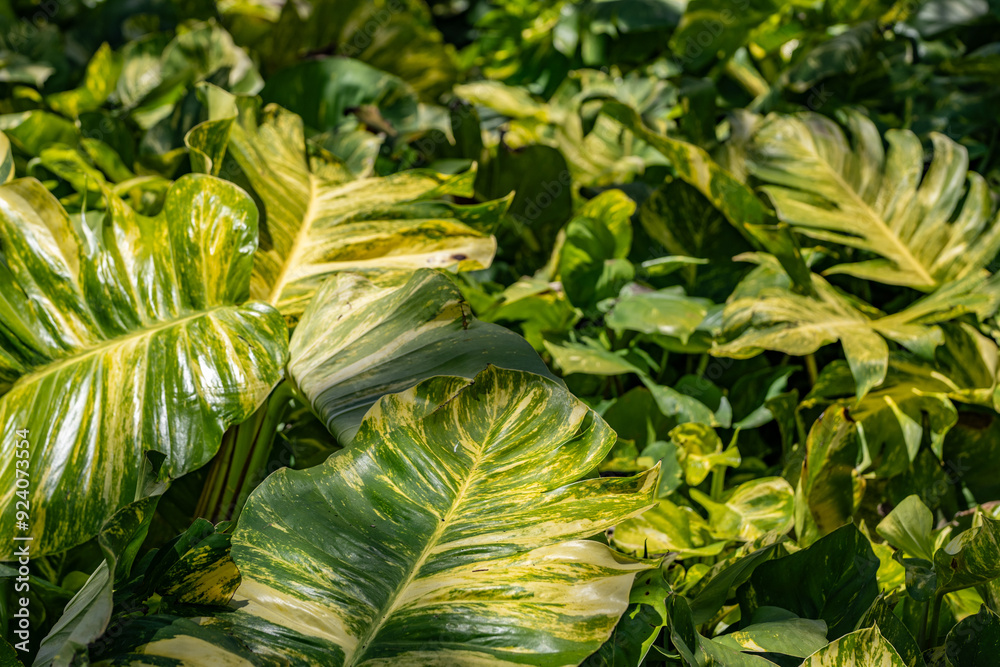 Polynesian Cultural Center, Oahu, Hawaii. Epipremnum aureum is a ...