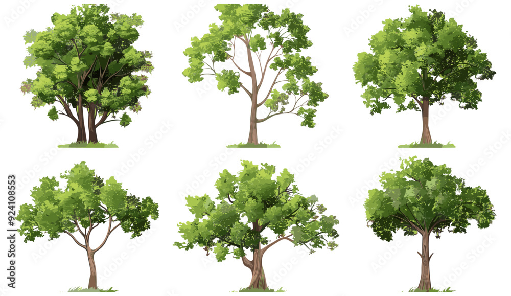 Vector illustration of large hardwood trees, greenery nature trees ...