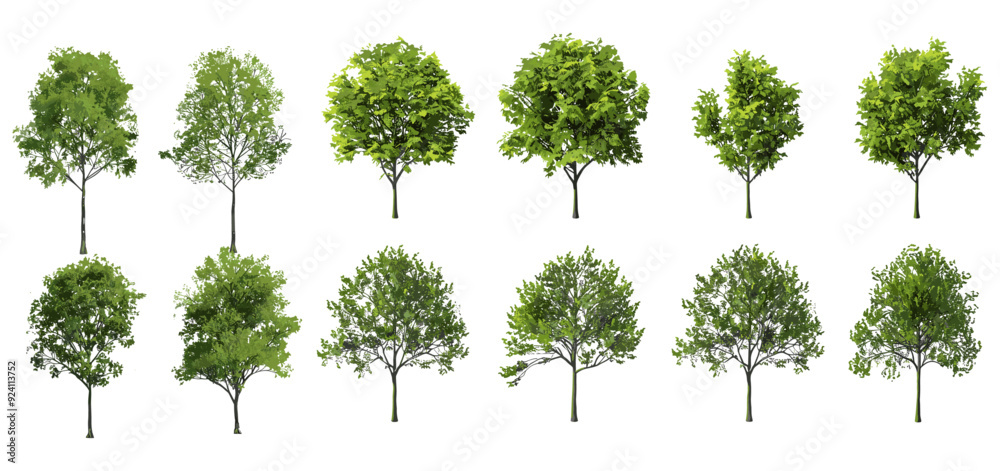 3D rendering tree set with green leaves, tropical trees cutout ...