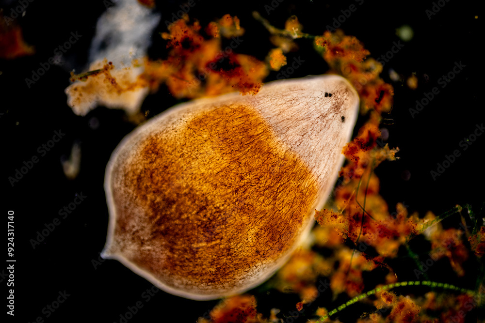 Study of Protozoa and Algae under the microscope for education. Stock ...