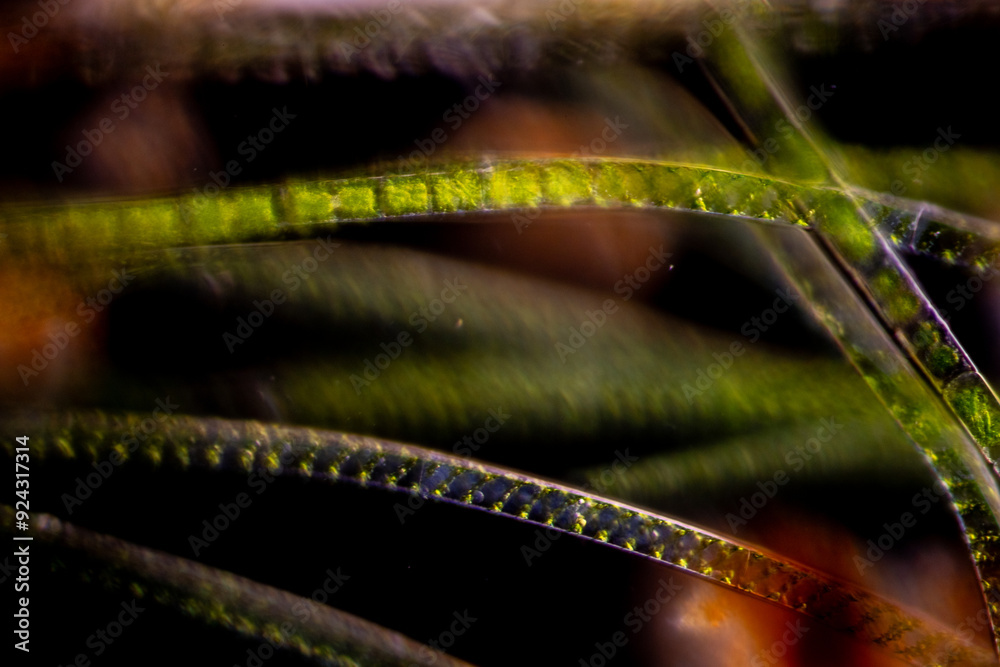 Study of Protozoa and Algae under the microscope for education. Stock ...