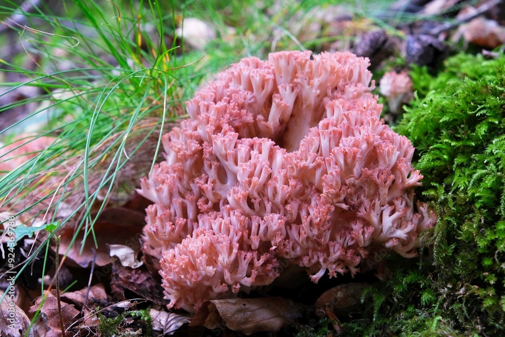 Mushroom Ramaria botrytis in forest, commonly known as clustered coral ...