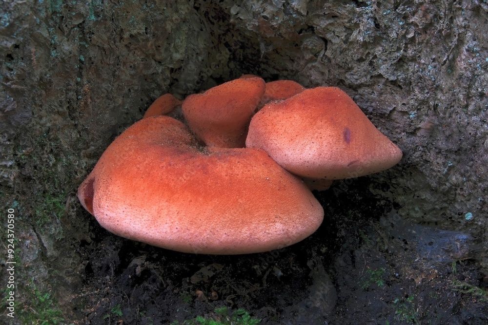 Fistulina hepatica in forest, commonly known as beefsteak fungus ...