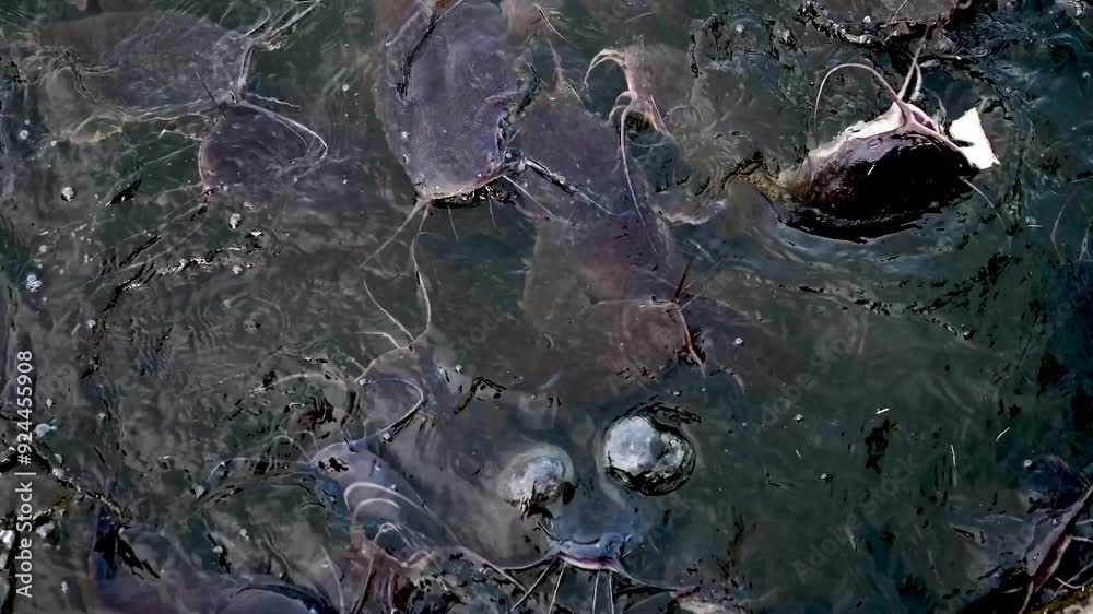 A flock of catfish opens its mouth above the water surface to grab food ...