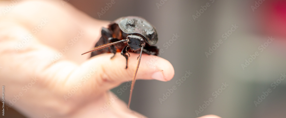 Madagascar Hissing Cockroach. A cockroach sits on a man's hand close-up ...