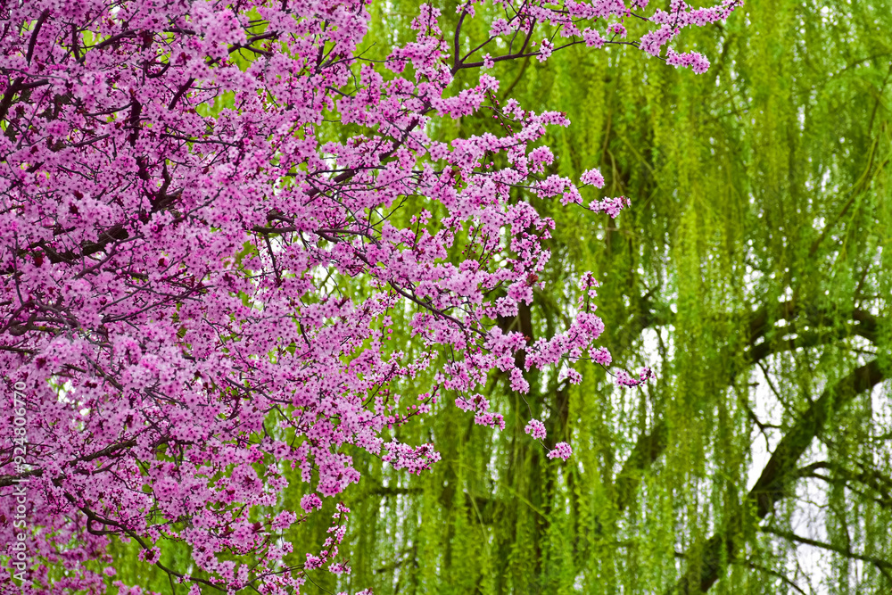Poster Contraste du printemps – Wall Art | UkPosters