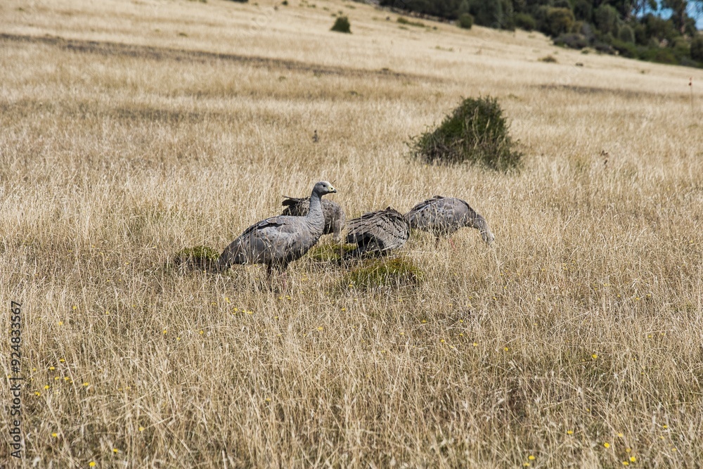 cereopsis novaehollandiae, australian goose, wildlife photography ...